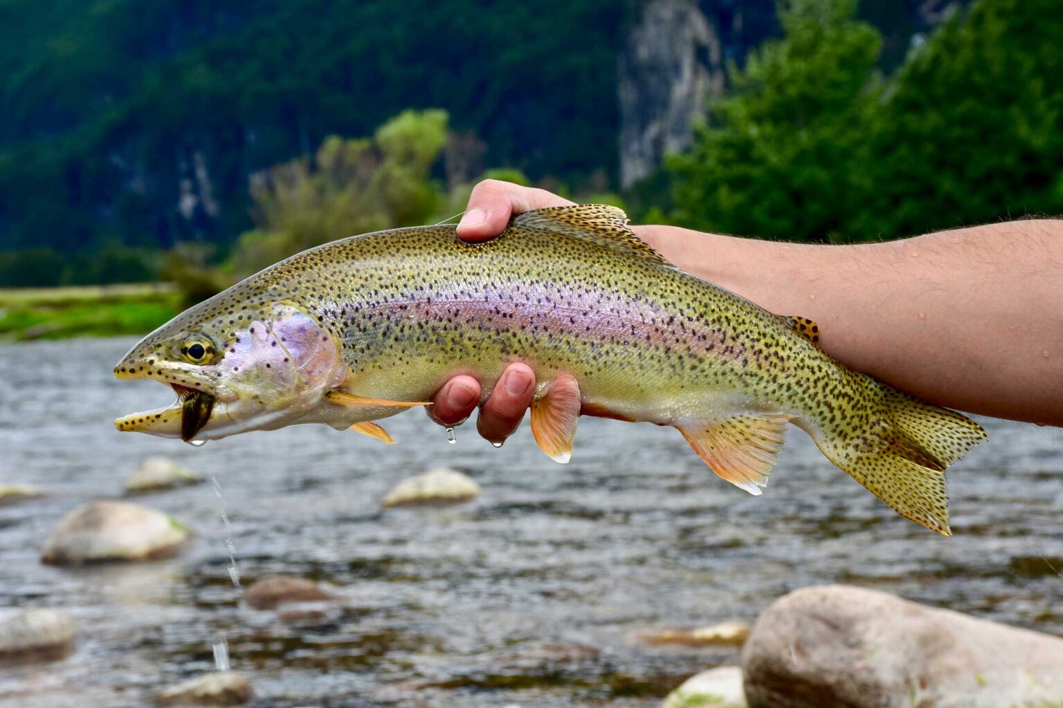 Rio Simpson Fly Fishing Adventure - Trout Treasures Discovery